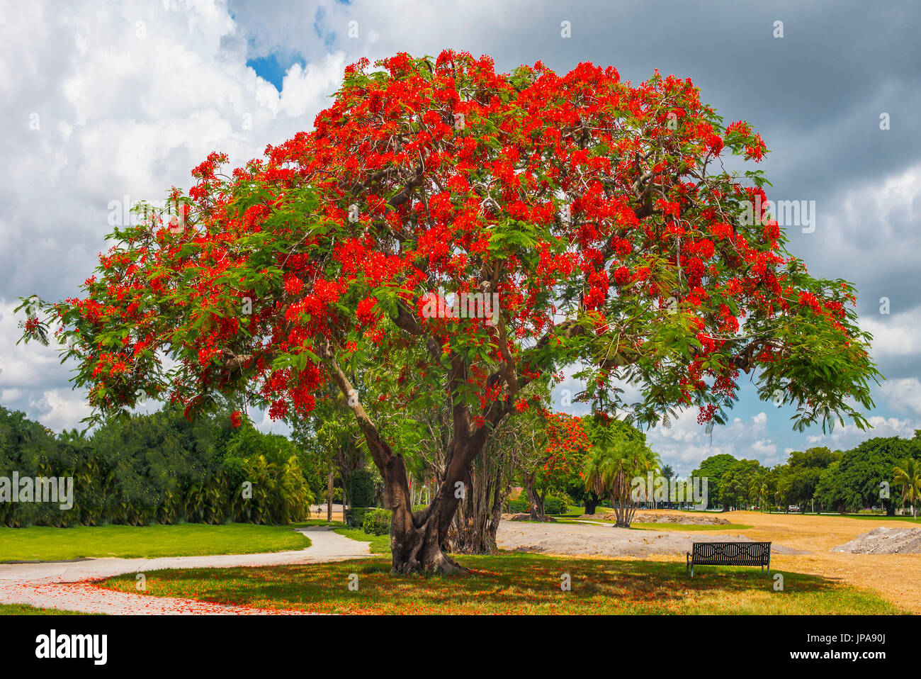 Albero delonix regia immagini e fotografie stock ad alta risoluzione ...
