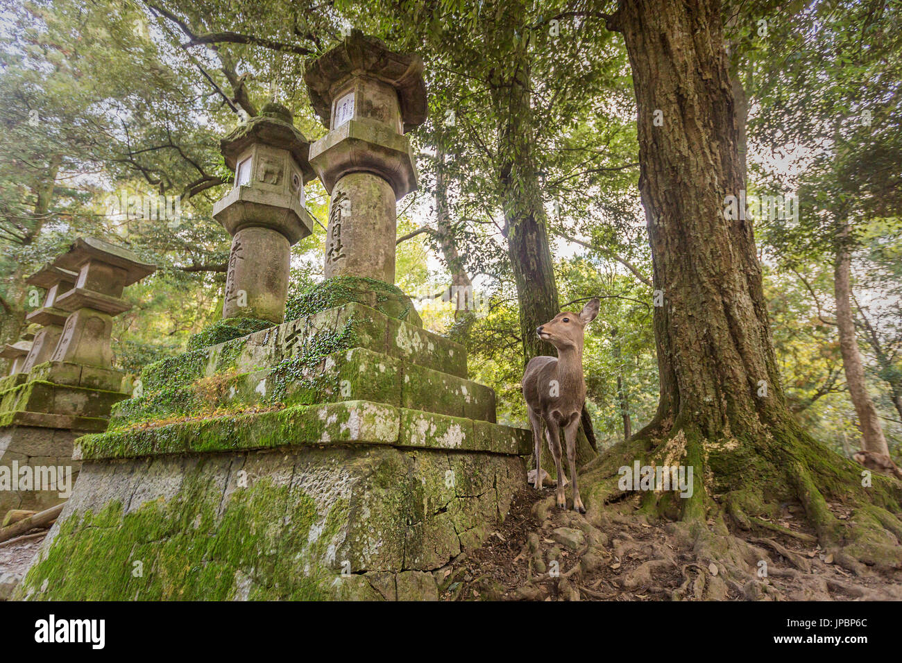Cervo sika giappone immagini e fotografie stock ad alta risoluzione - Alamy