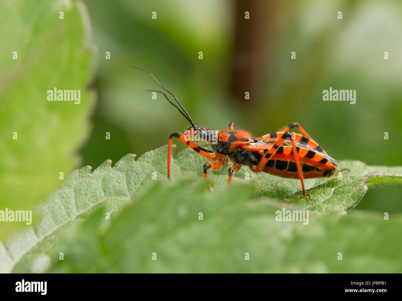 Rhynocoris iracundus immagini e fotografie stock ad alta risoluzione ...