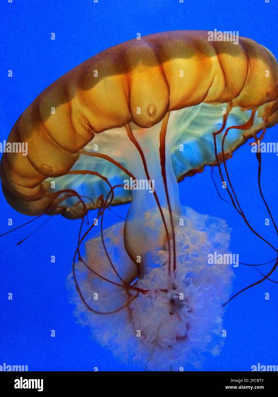 Jellyfish Anatomy Immagini e Fotos Stock - Alamy