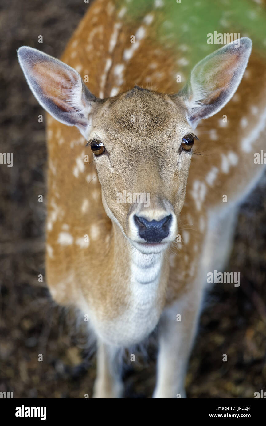 Cervo daino fauna foto animale immagini e fotografie stock ad alta ...