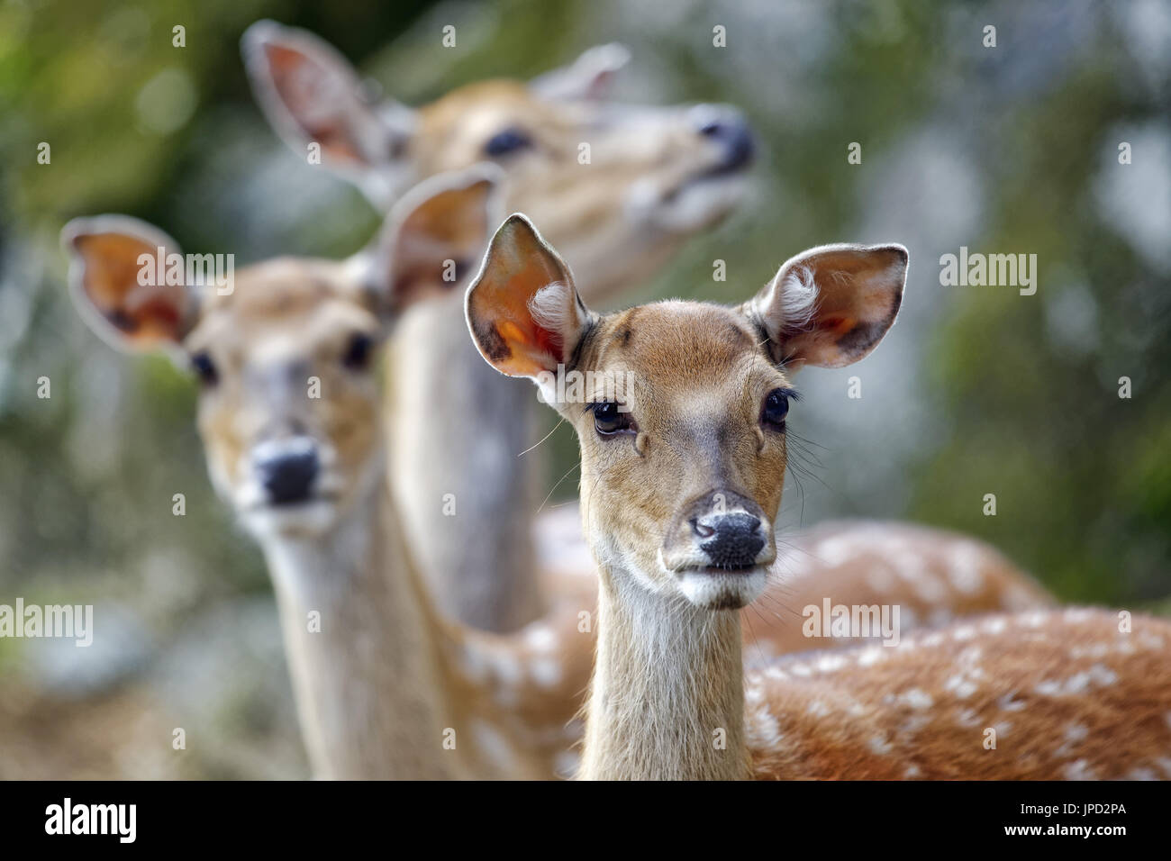 Cervo daino fauna foto animale immagini e fotografie stock ad alta ...