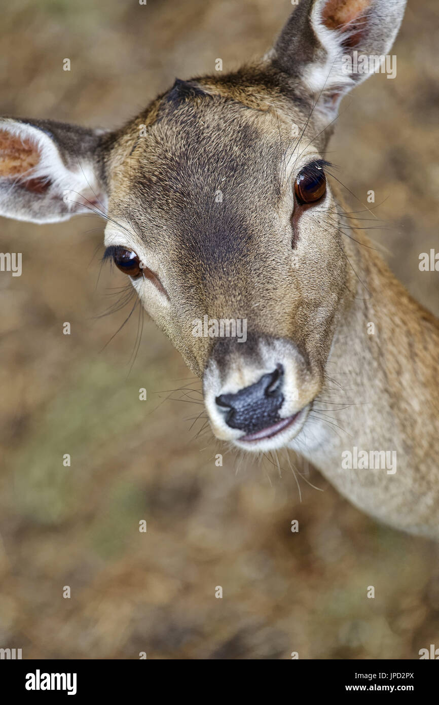 Cervo daino fauna foto animale immagini e fotografie stock ad alta ...