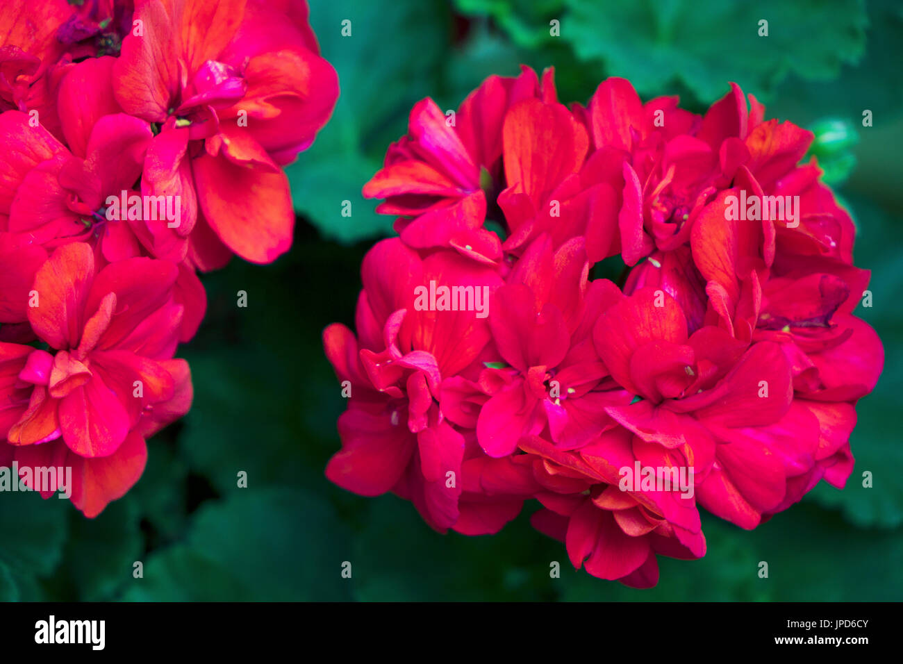 Gerani rossi immagini e fotografie stock ad alta risoluzione - Alamy