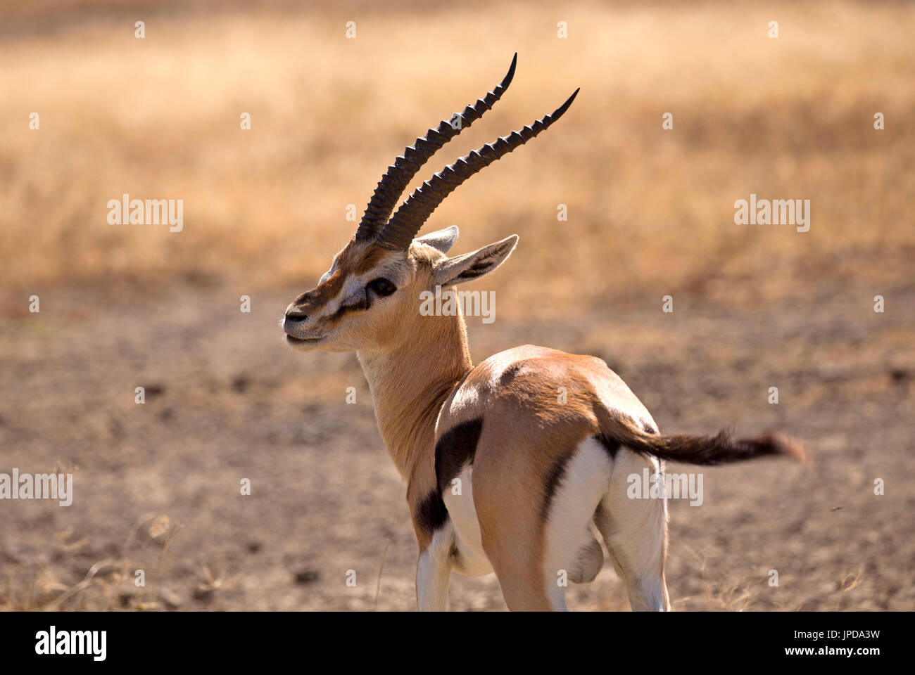 Gazzella africana immagini e fotografie stock ad alta risoluzione - Alamy