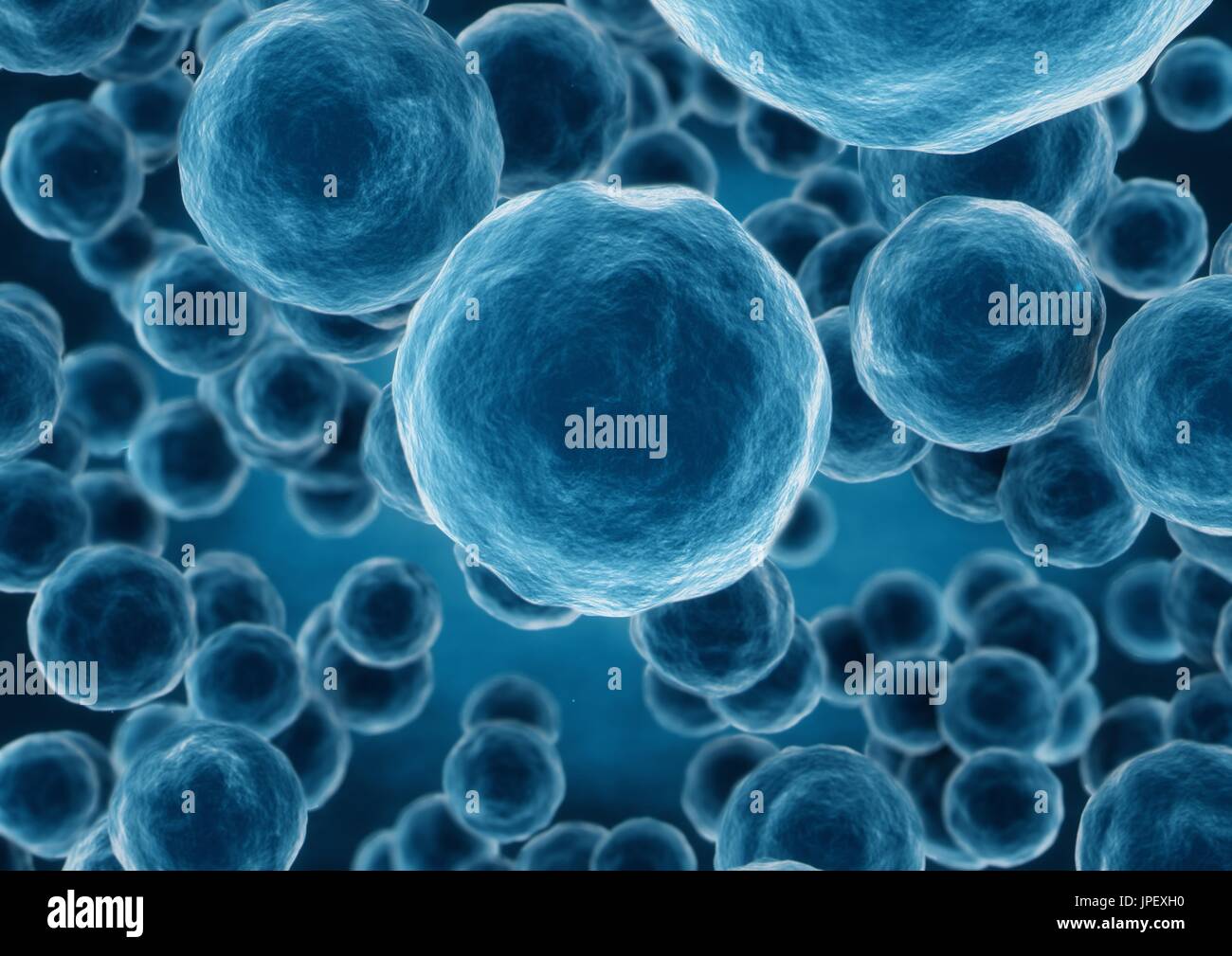 Batteri del bacillus subtilis immagini e fotografie stock ad alta ...