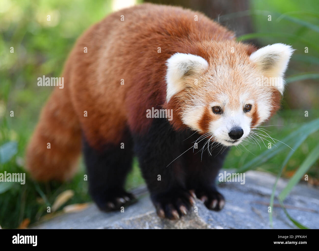 Panda Himalayano Immagini e Fotos Stock - Alamy