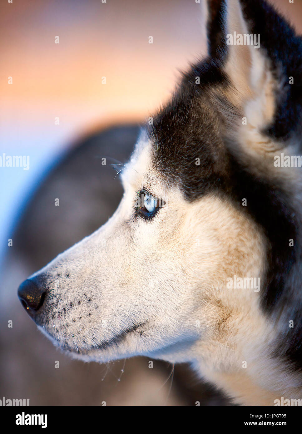 Clima siberiano immagini e fotografie stock ad alta risoluzione - Alamy