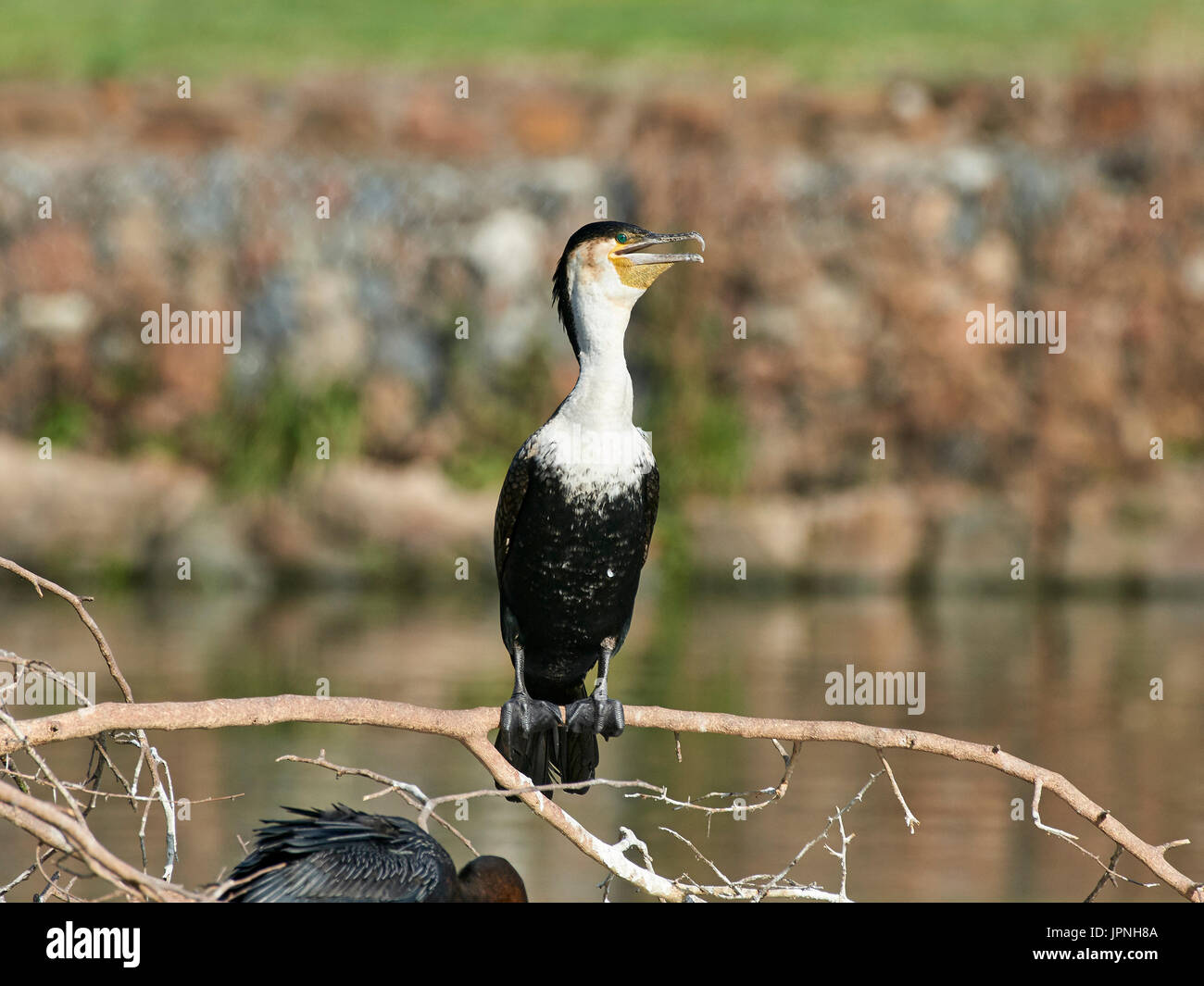 Cormorano bianco e nero immagini e fotografie stock ad alta risoluzione ...