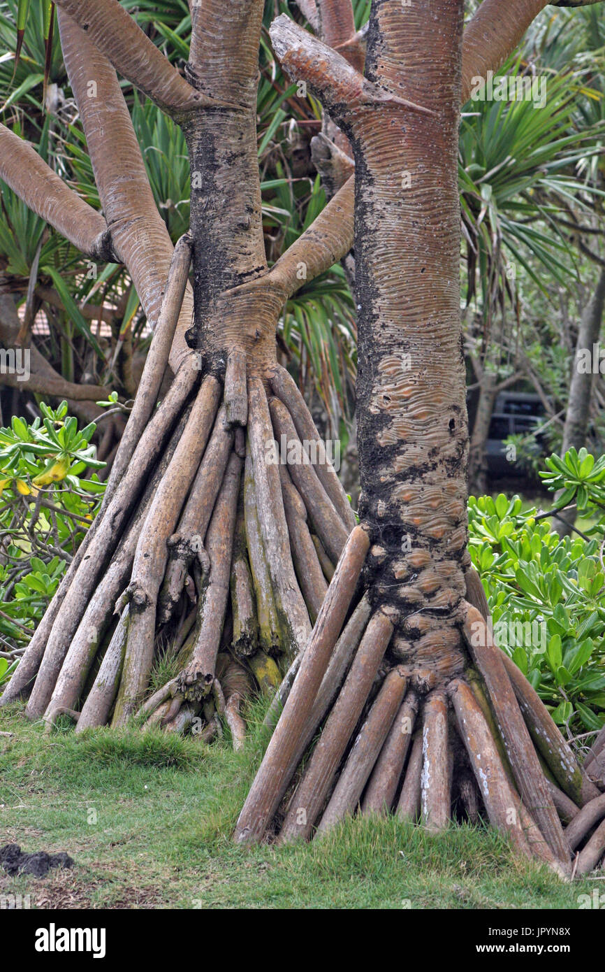 I tronchi e radici aeree di comune Screwpine - Reunion Foto stock - Alamy