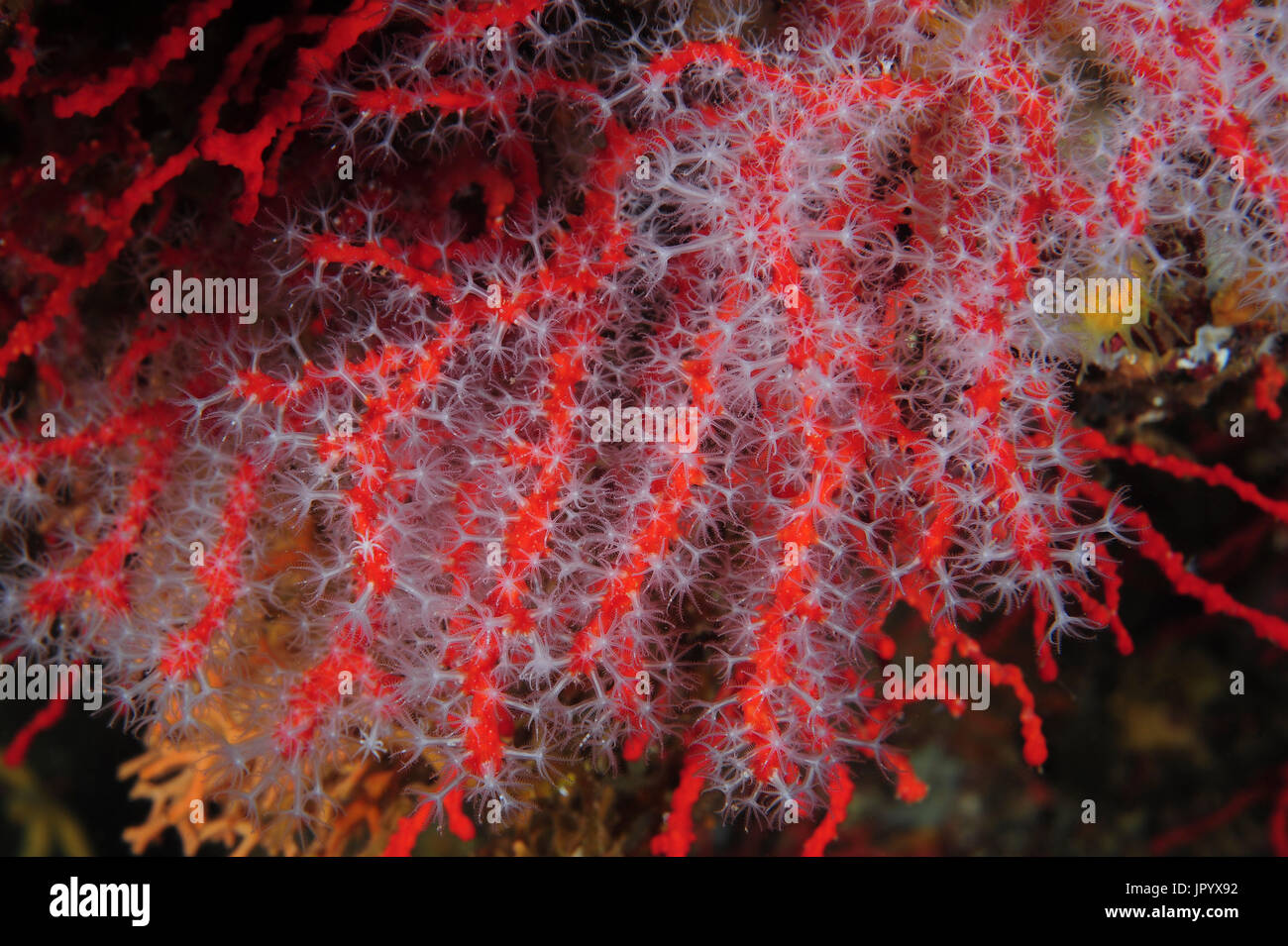 Corallo rosso (Corallium rubrum) sulla barriera corallina, Mare ...
