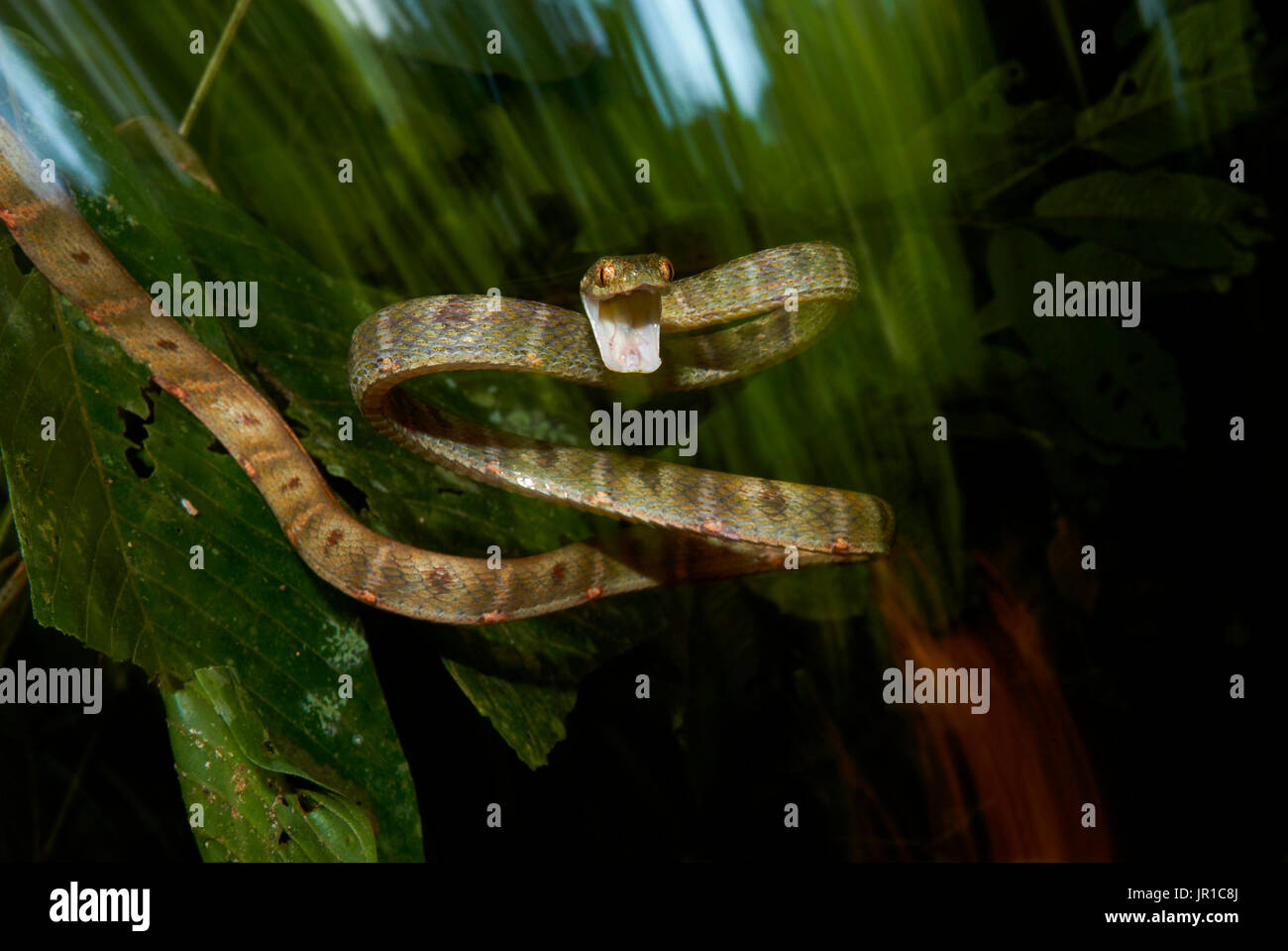 Serpente gatto maculato bianco immagini e fotografie stock ad alta ...