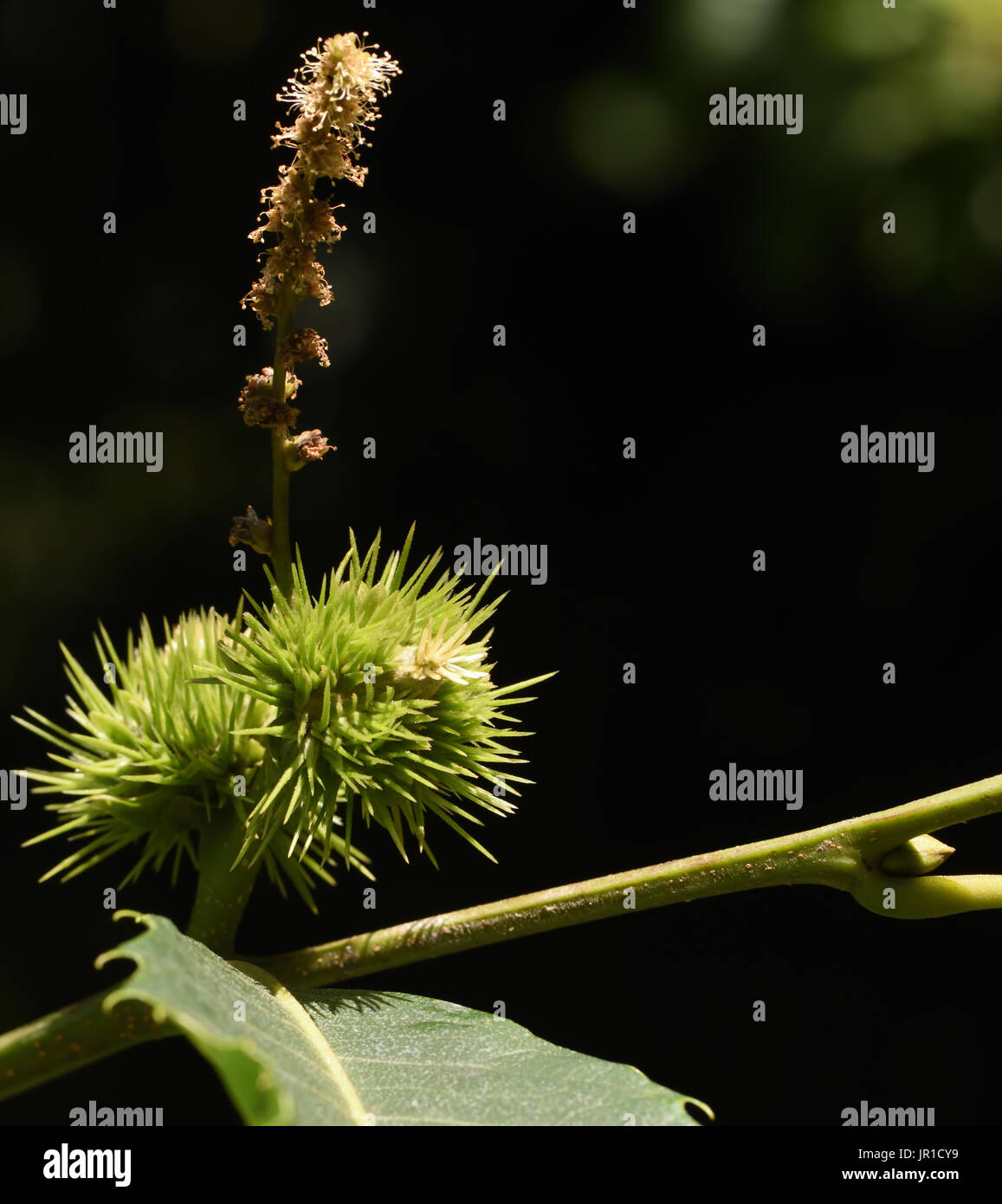 Maschio e femmina di fiori di dolce castagno (Castanea sativa). I fiori ...