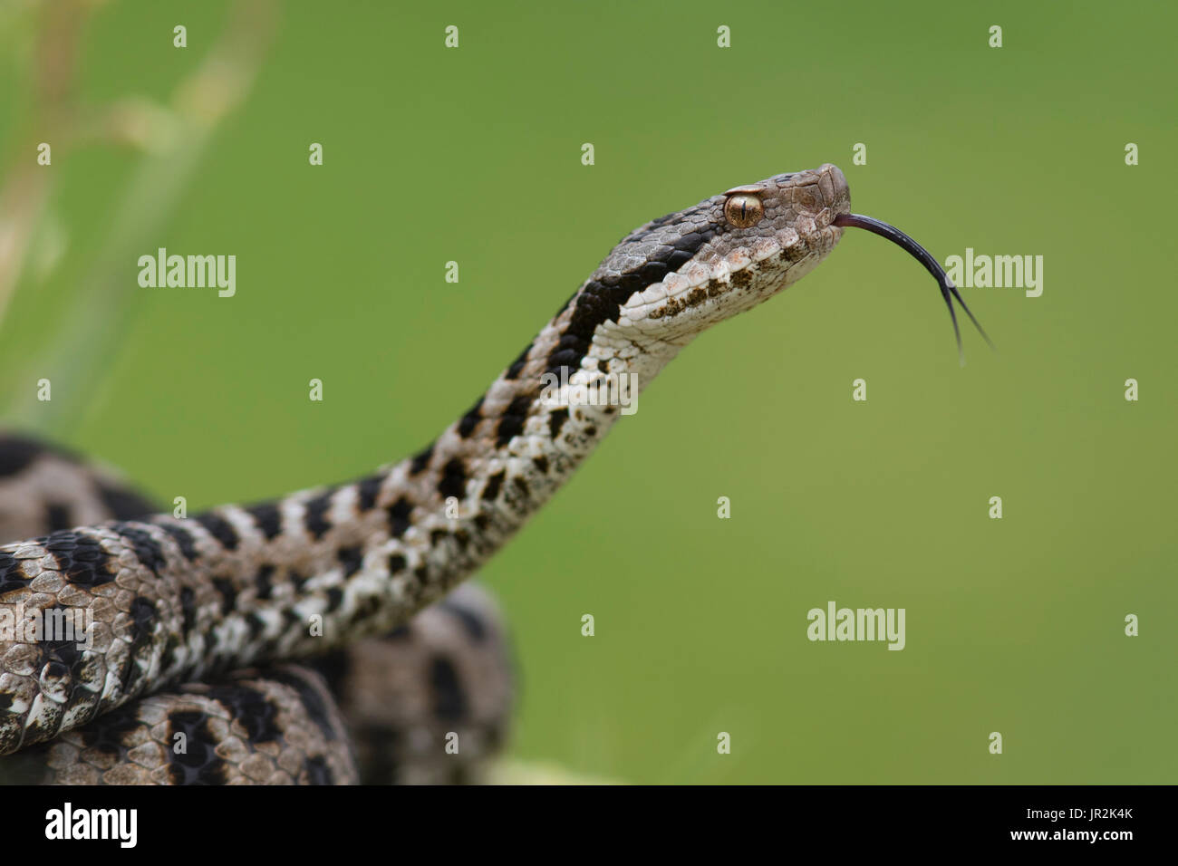 Alp Asp Viper Vipera Aspis Atra Immagini e Fotos Stock - Alamy