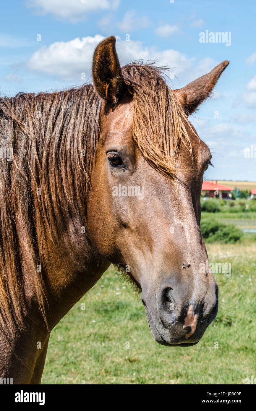Cavallo fotogenico immagini e fotografie stock ad alta risoluzione - Alamy
