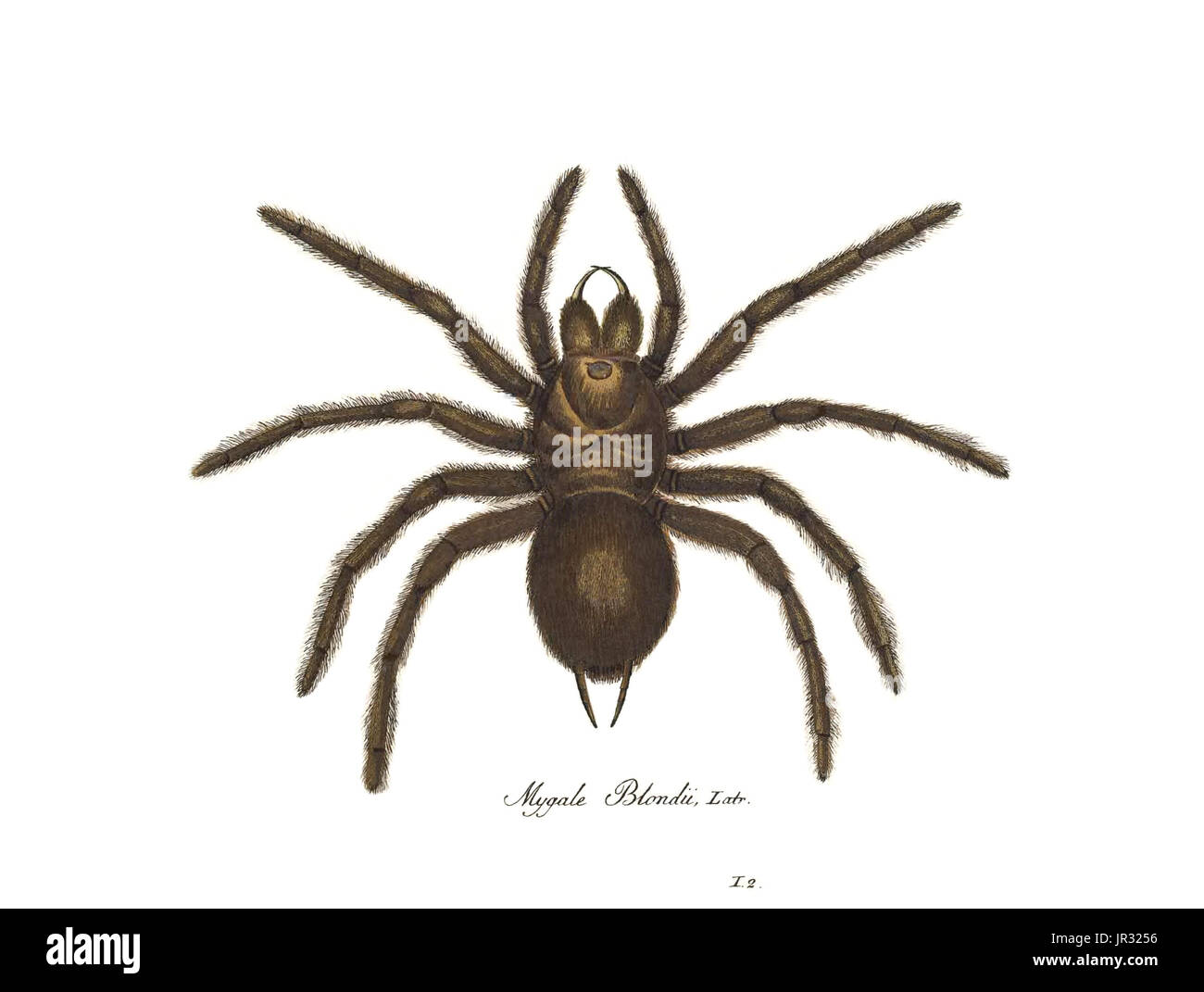 Goliath bird eating spider immagini e fotografie stock ad alta ...