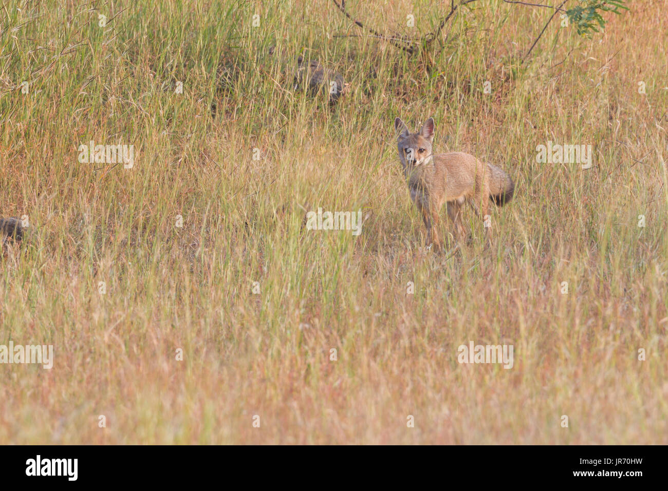 Bengal fox vulpes bengalensis immagini e fotografie stock ad alta ...