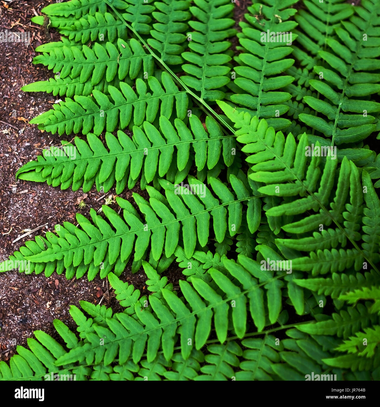 Pianta di felce a terra immagini e fotografie stock ad alta risoluzione ...