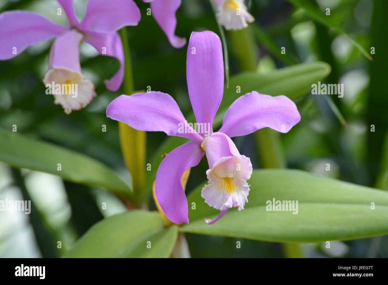 Orchidea in crescita immagini e fotografie stock ad alta risoluzione ...