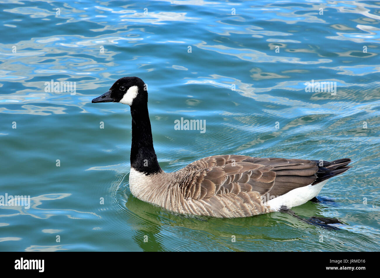 Oca colorata immagini e fotografie stock ad alta risoluzione - Alamy