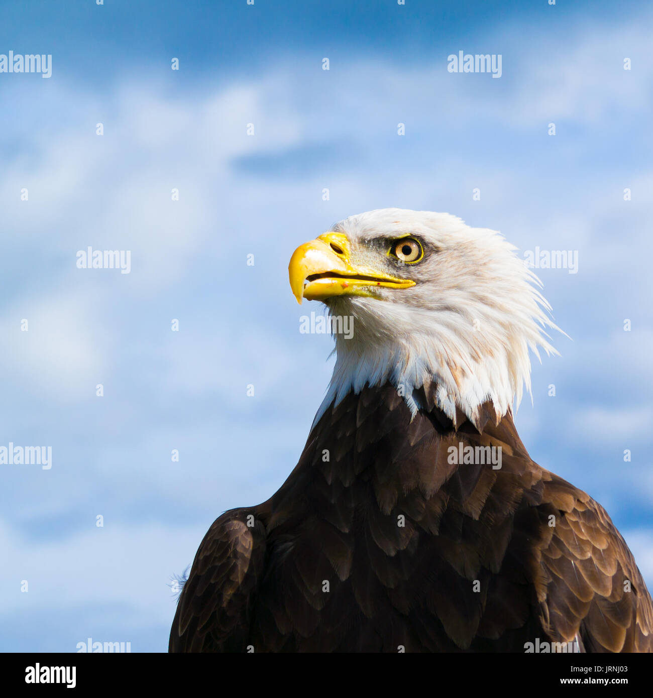 Testa bianca aquila di mare immagini e fotografie stock ad alta ...