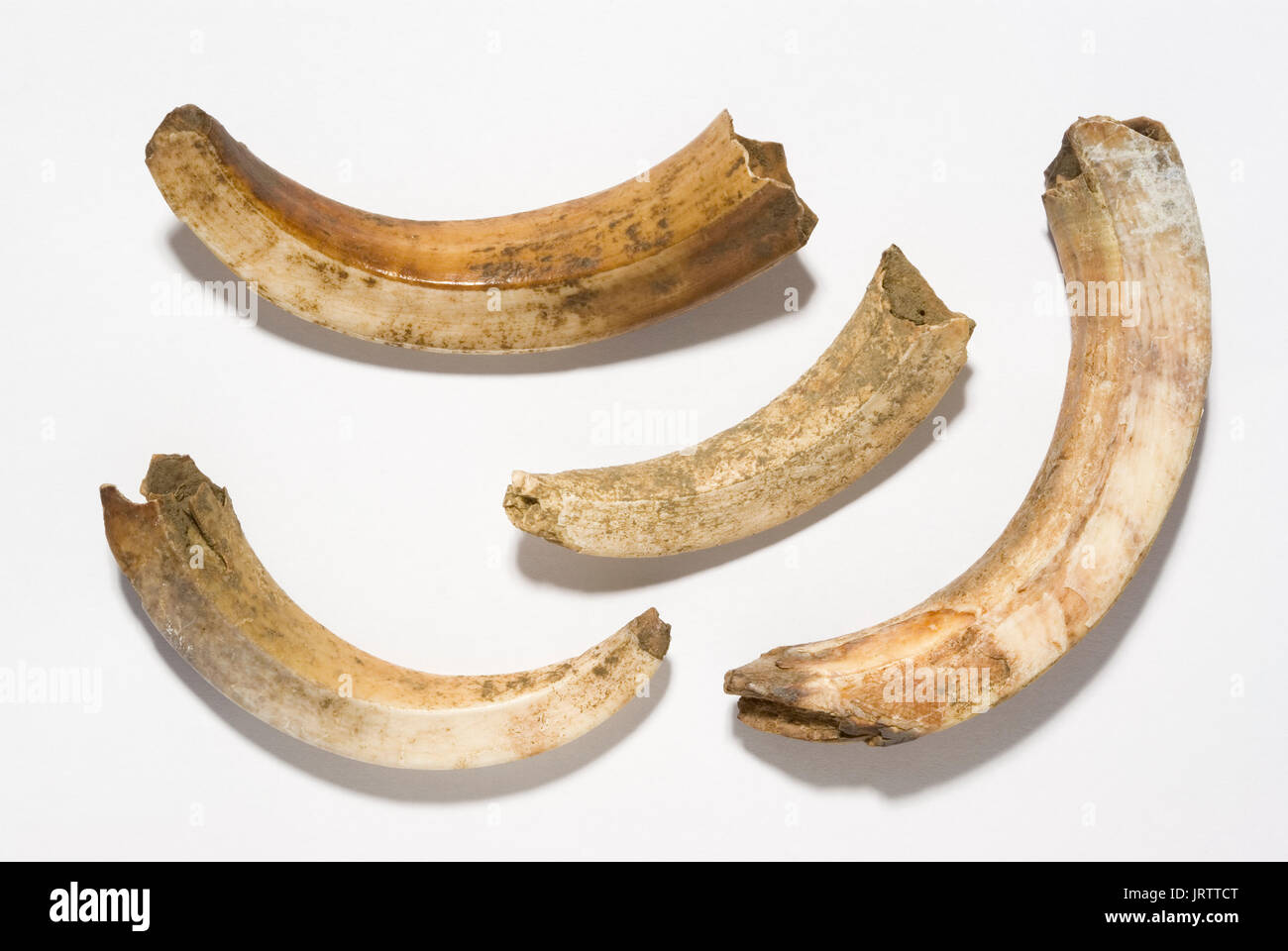 Zanne di cinghiale immagini e fotografie stock ad alta risoluzione - Alamy