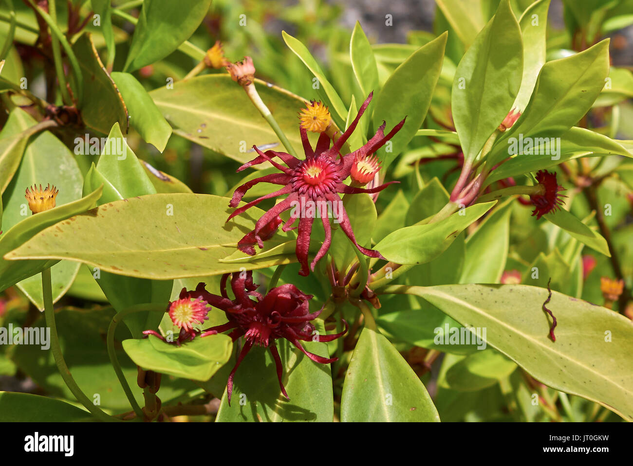 Pianta di anice immagini e fotografie stock ad alta risoluzione - Alamy