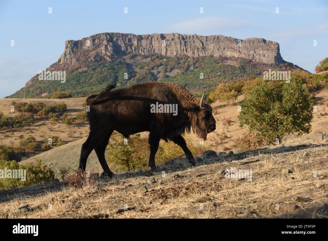 Caccia al bisonte europeo immagini e fotografie stock ad alta ...