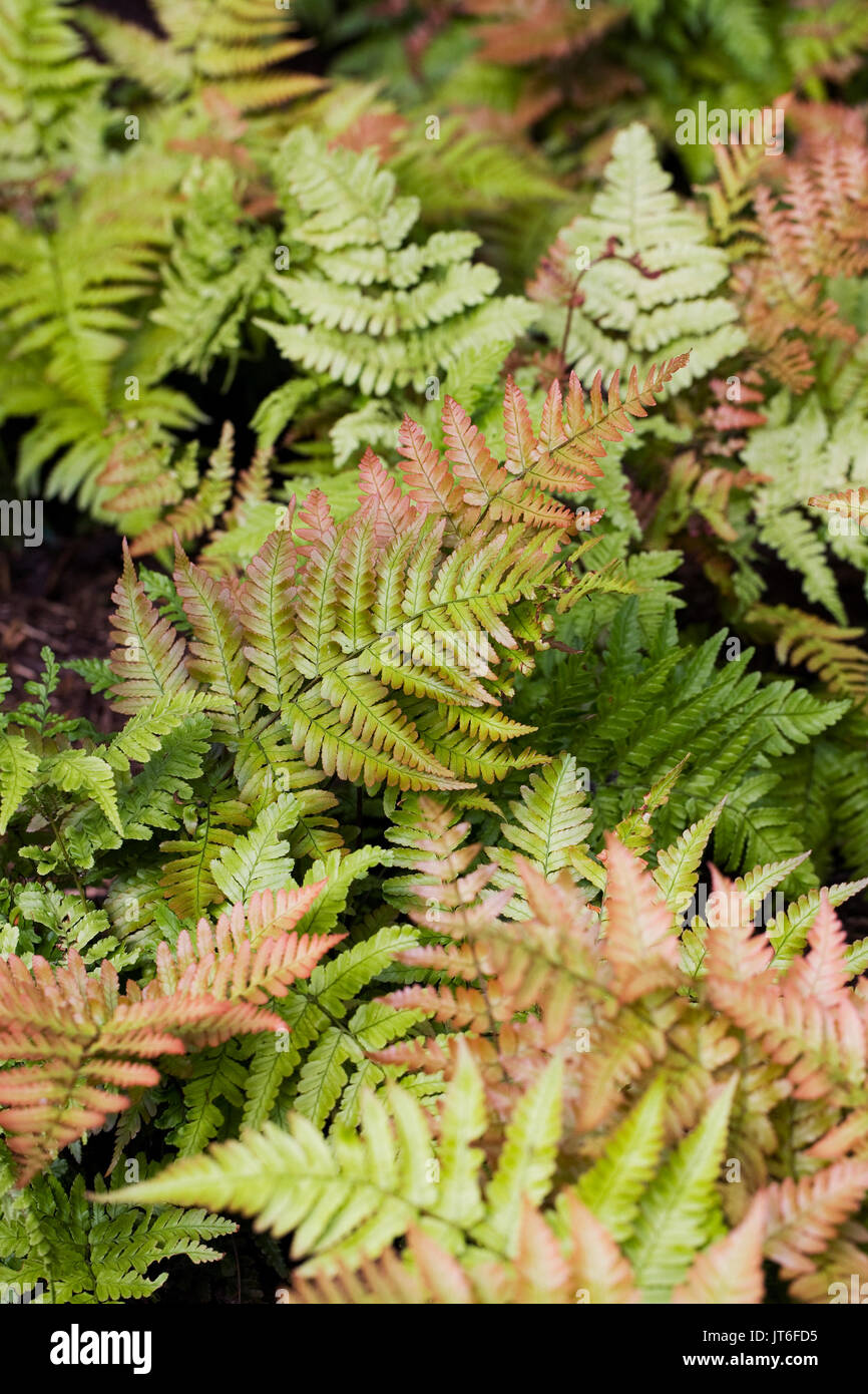 Fronde triangolari immagini e fotografie stock ad alta risoluzione - Alamy