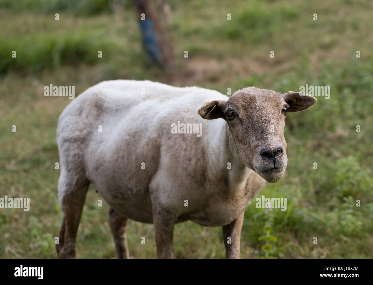 Pecore malate immagini e fotografie stock ad alta risoluzione - Alamy