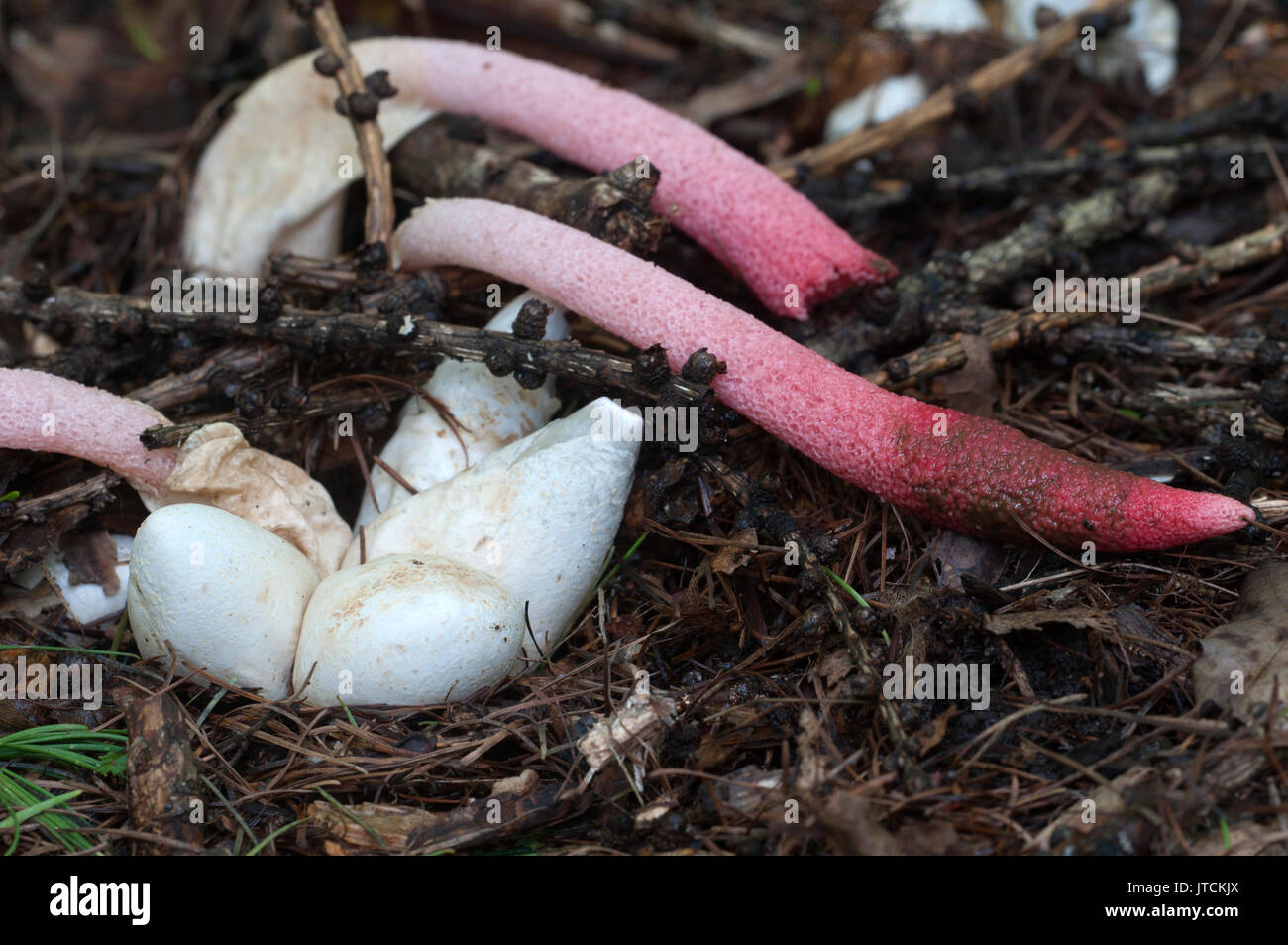 Mutinus ravenelii immagini e fotografie stock ad alta risoluzione - Alamy