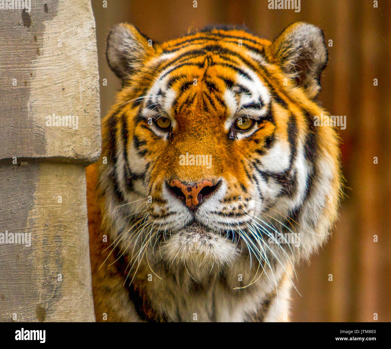 Tigre animale immagini e fotografie stock ad alta risoluzione - Alamy