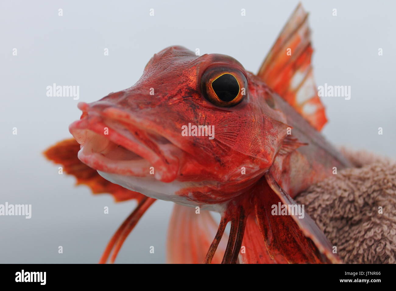 Brutto rosso immagini e fotografie stock ad alta risoluzione - Alamy