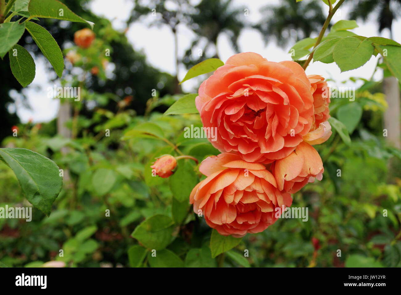 Rose di pesca immagini e fotografie stock ad alta risoluzione - Alamy