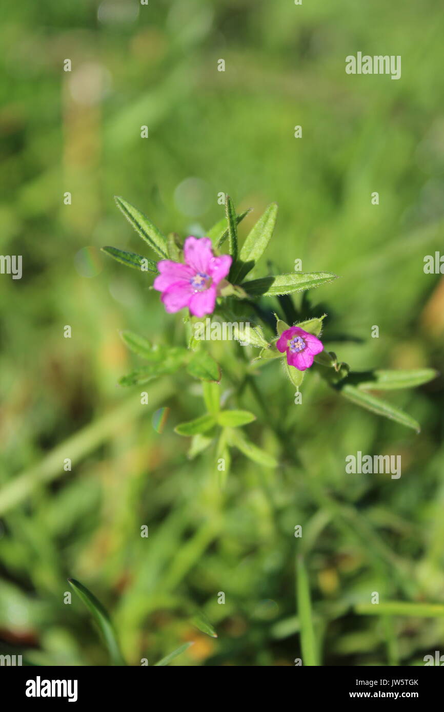 Erbaccia con fiori rosa uk immagini e fotografie stock ad alta ...