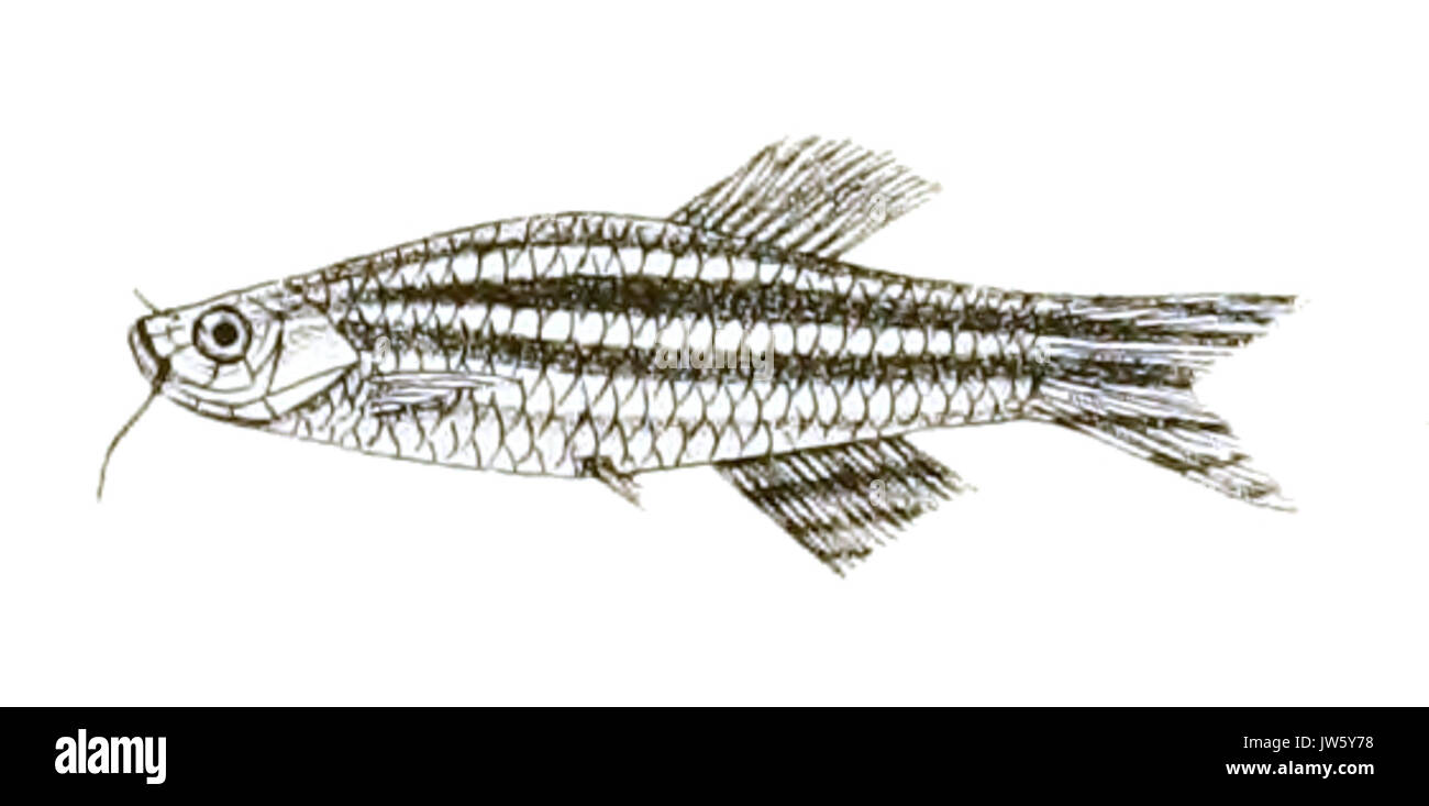 Danio rerio immagini e fotografie stock ad alta risoluzione - Alamy