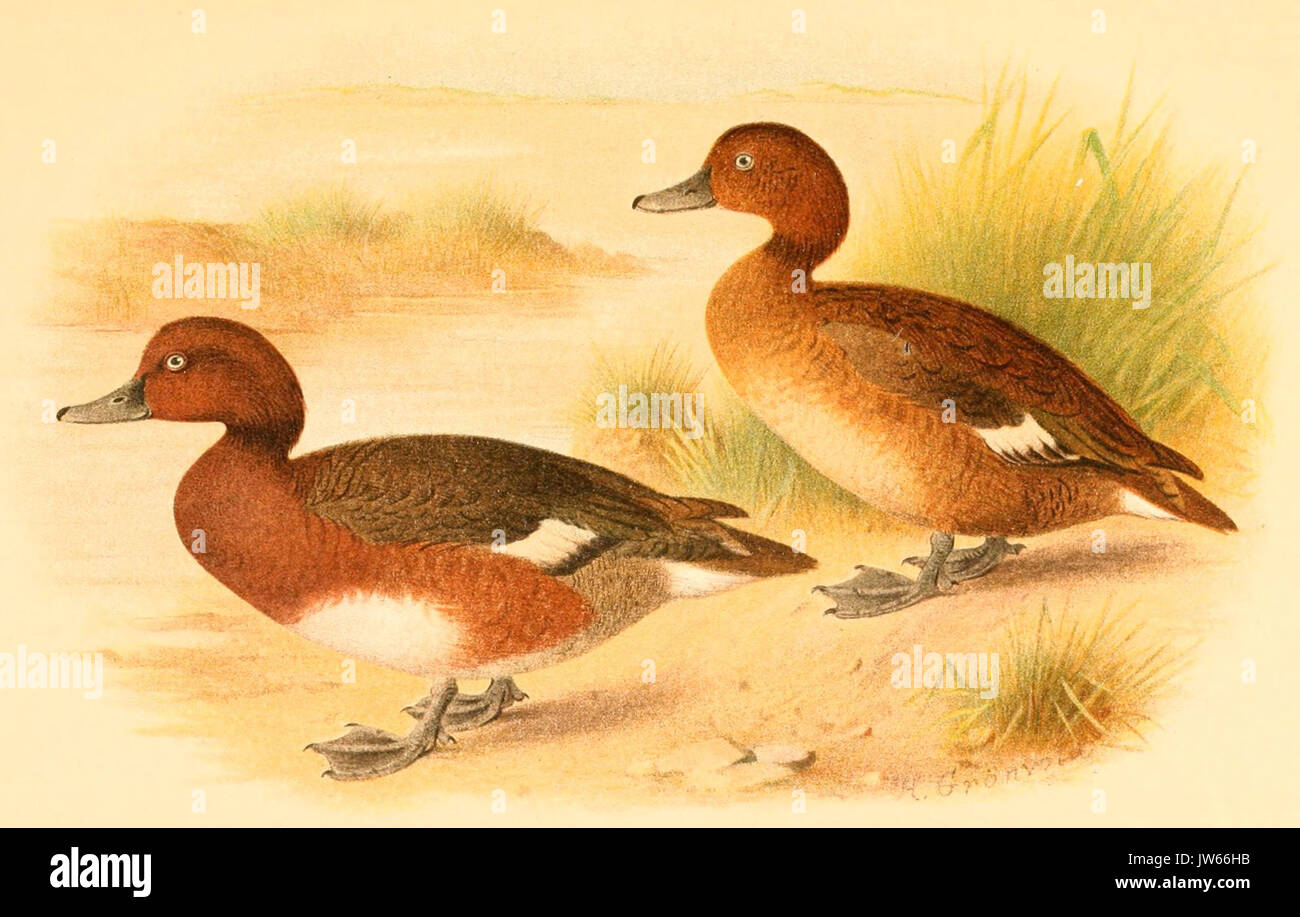 Aythya nyroca horizontal immagini e fotografie stock ad alta ...