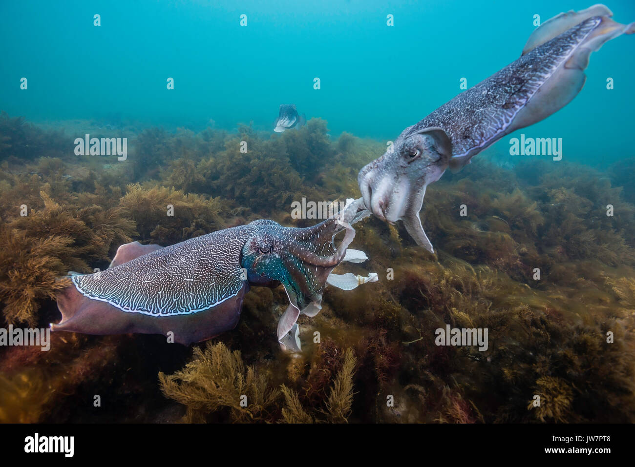 Seppie giganti immagini e fotografie stock ad alta risoluzione - Alamy