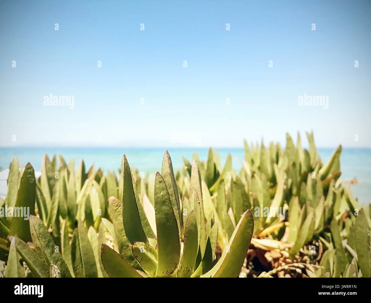Piante del mare immagini e fotografie stock ad alta risoluzione - Alamy