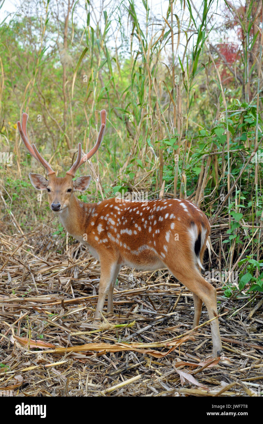 I cervi sika, Cervus nippon, noto anche come il cervo macchiato o il ...