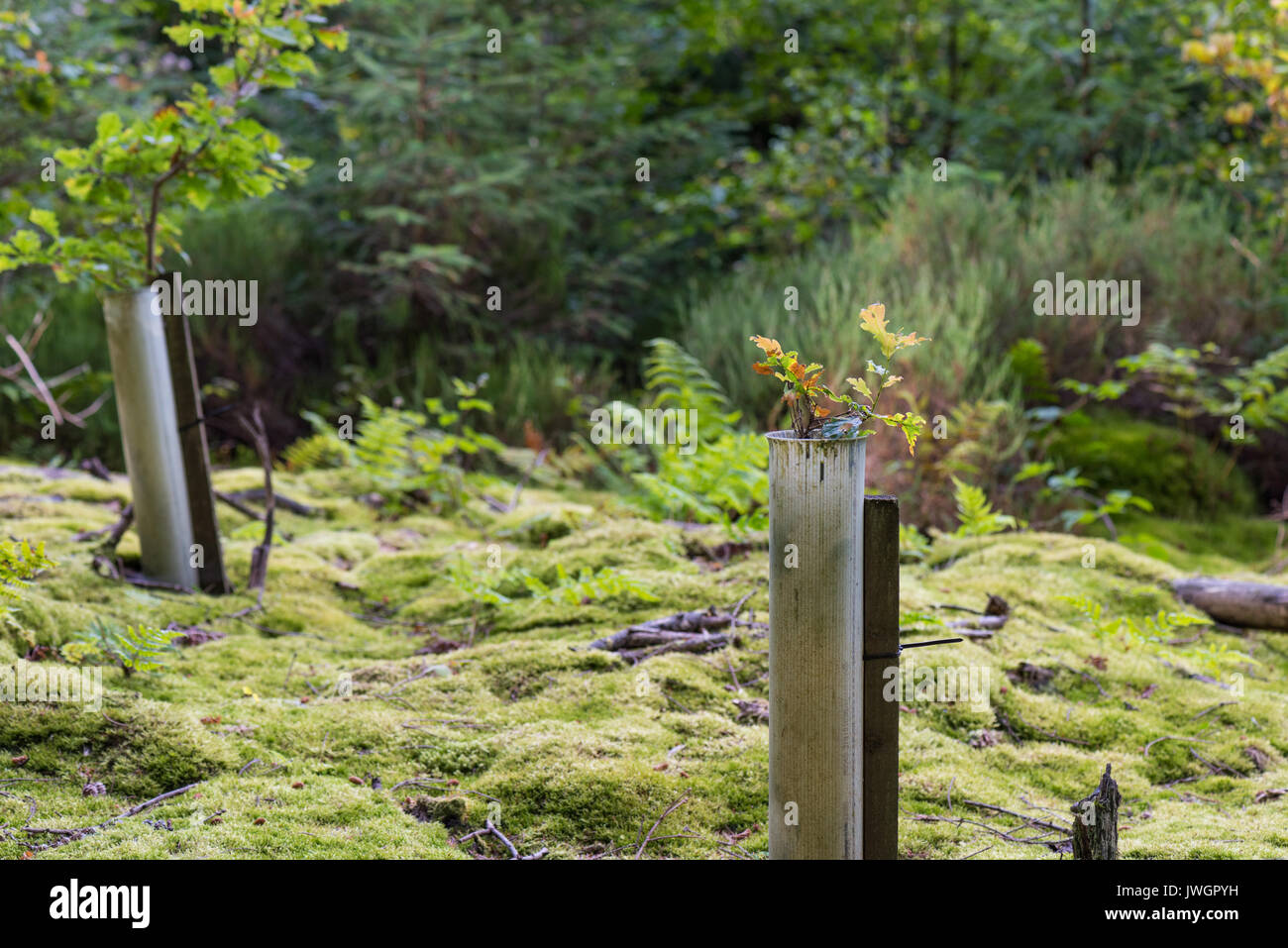 Tubo ad albero immagini e fotografie stock ad alta risoluzione - Alamy