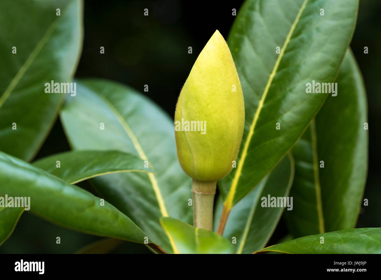 Magnolia grandiflora exmouth immagini e fotografie stock ad alta ...