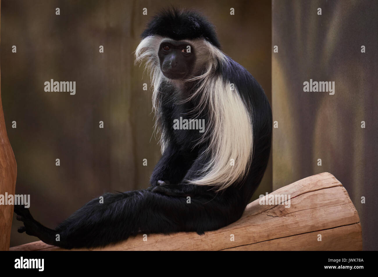 Scimmia colorata immagini e fotografie stock ad alta risoluzione - Alamy