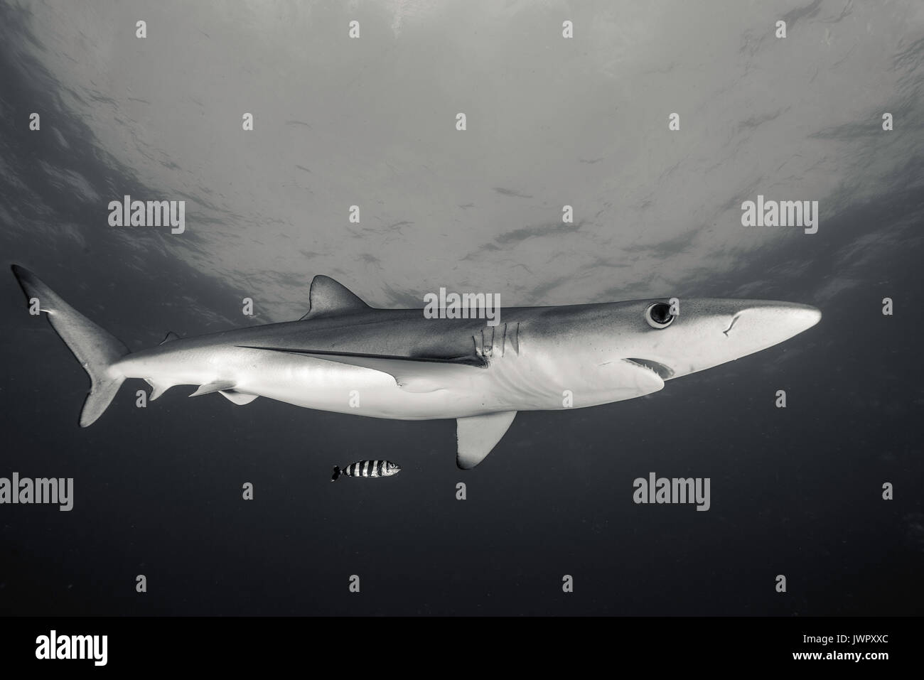 Alimentazione di pesci squali immagini e fotografie stock ad alta ...