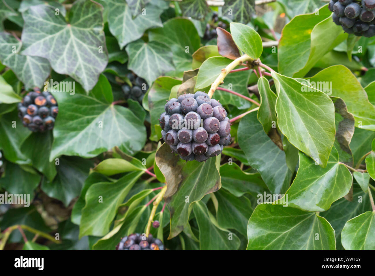Frutti di edera hedera helix comune immagini e fotografie stock ad alta ...