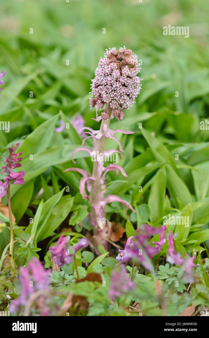 Butterbur comune immagini e fotografie stock ad alta risoluzione - Alamy
