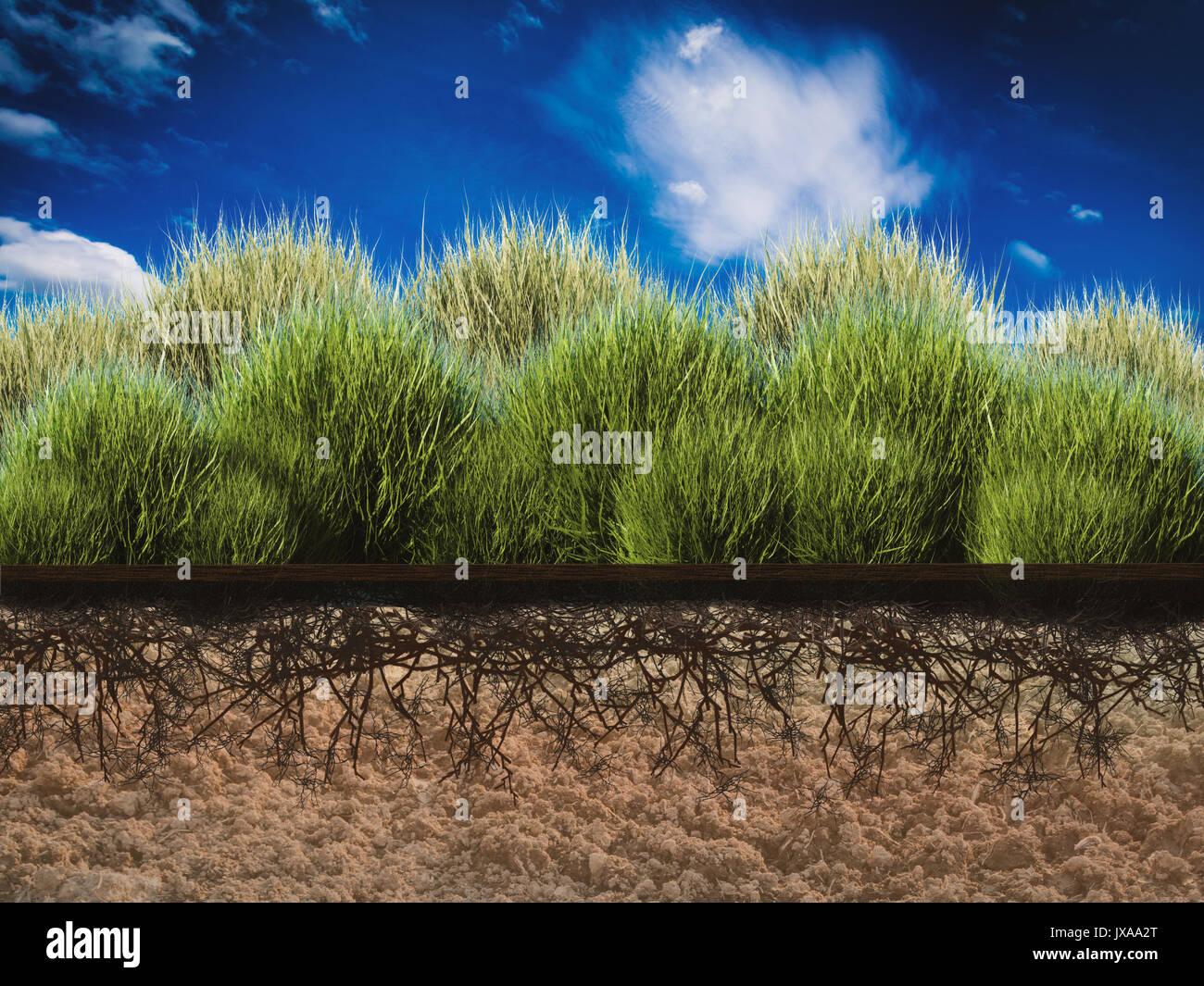Pianta con radici immagini e fotografie stock ad alta risoluzione - Alamy