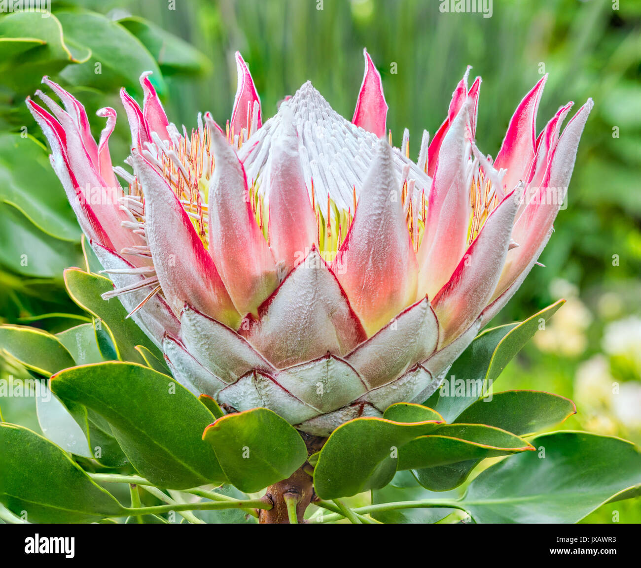 King protea flower immagini e fotografie stock ad alta risoluzione - Alamy