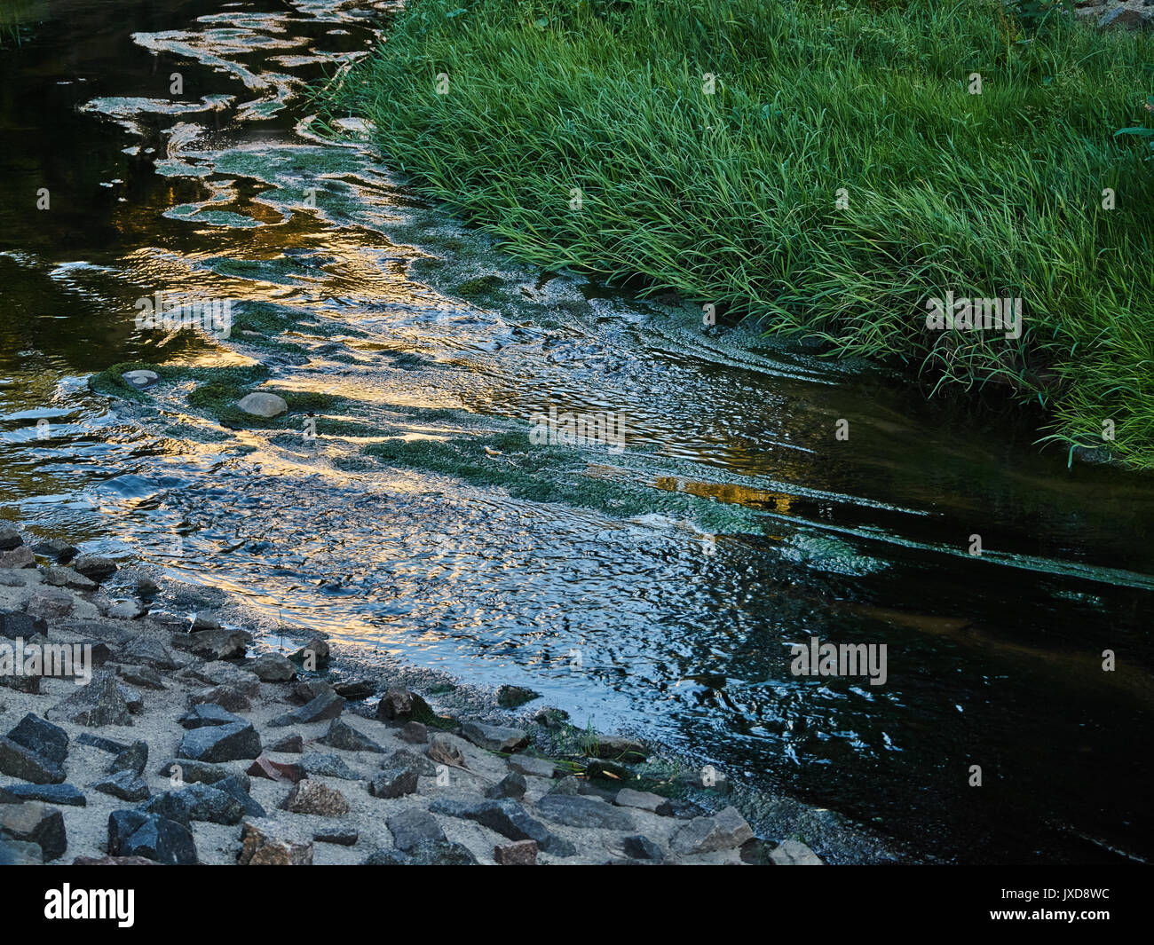 Il fiume è inquinato da alghe verdi e i bicchieri di plastica. il ...