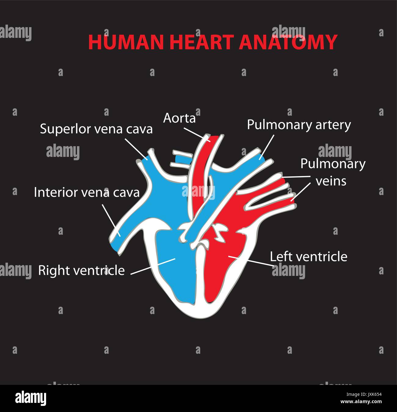 L'anatomia cuore Immagini Vettoriali Stock - Alamy